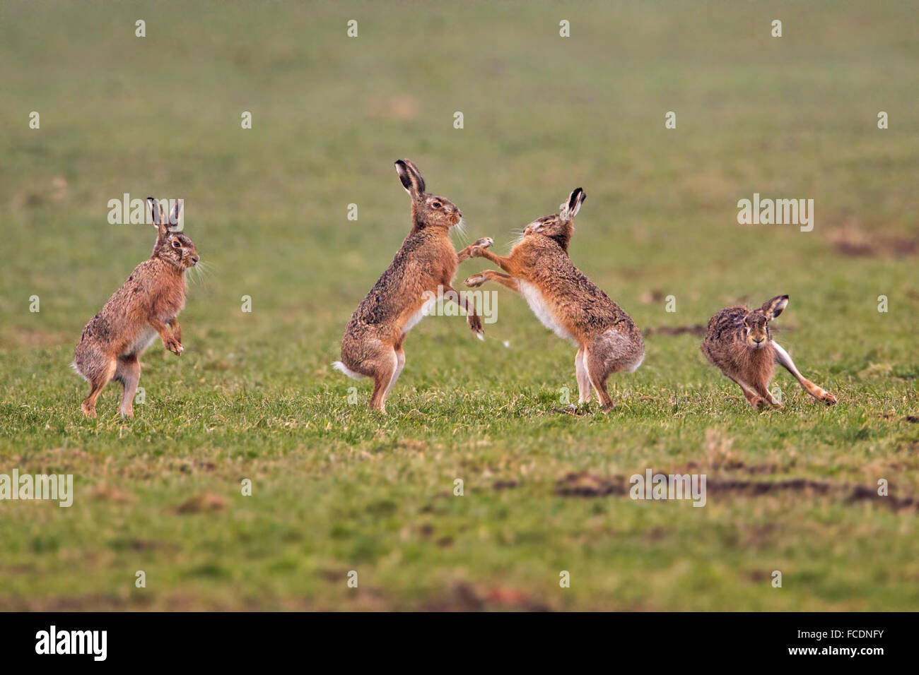Hare face hi-res stock photography and images - Alamy