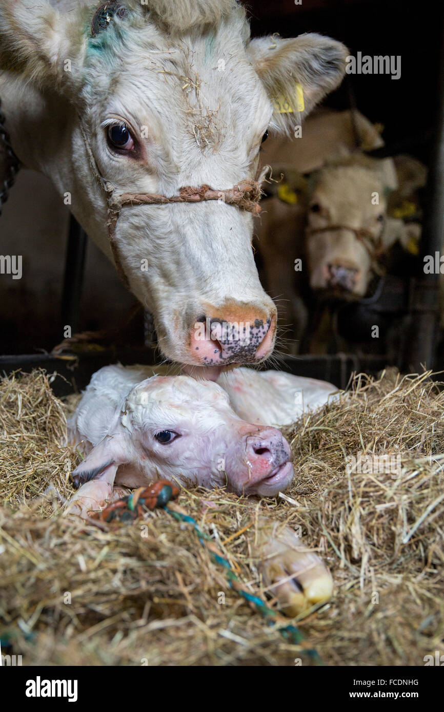 Cow lick hi-res stock photography and images - Alamy