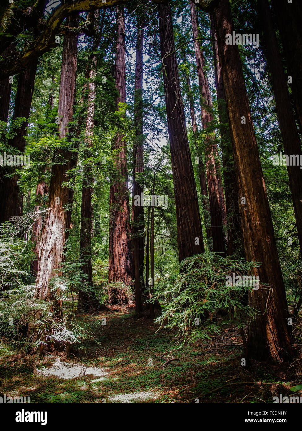 Tall Trees Growing In Forest Stock Photo - Alamy