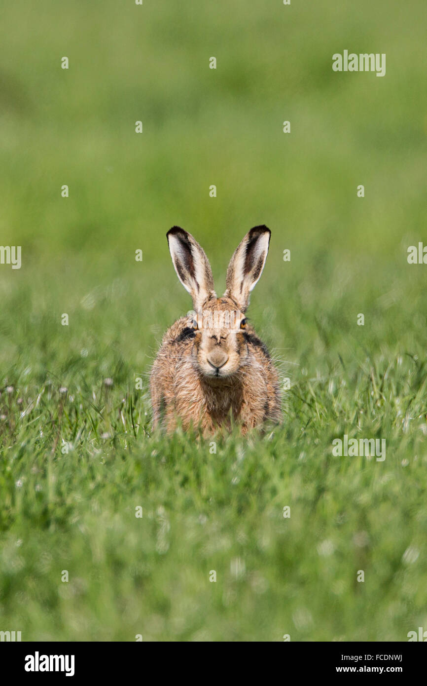 Hare front view hi-res stock photography and images - Alamy