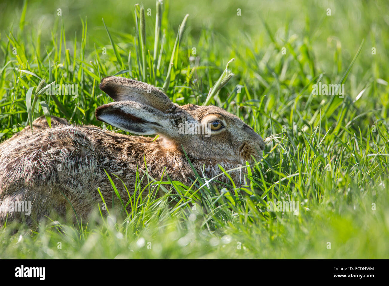 Hare front view hi-res stock photography and images - Alamy