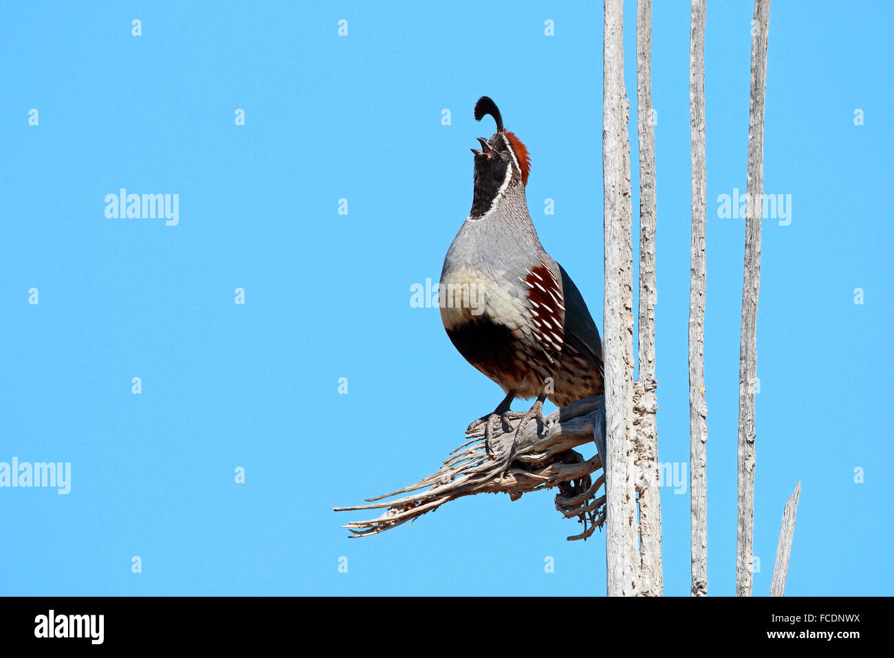 GambleÃ‚Â´s Quail (Callipepla gambelii). Male on a dead tree, calling ...