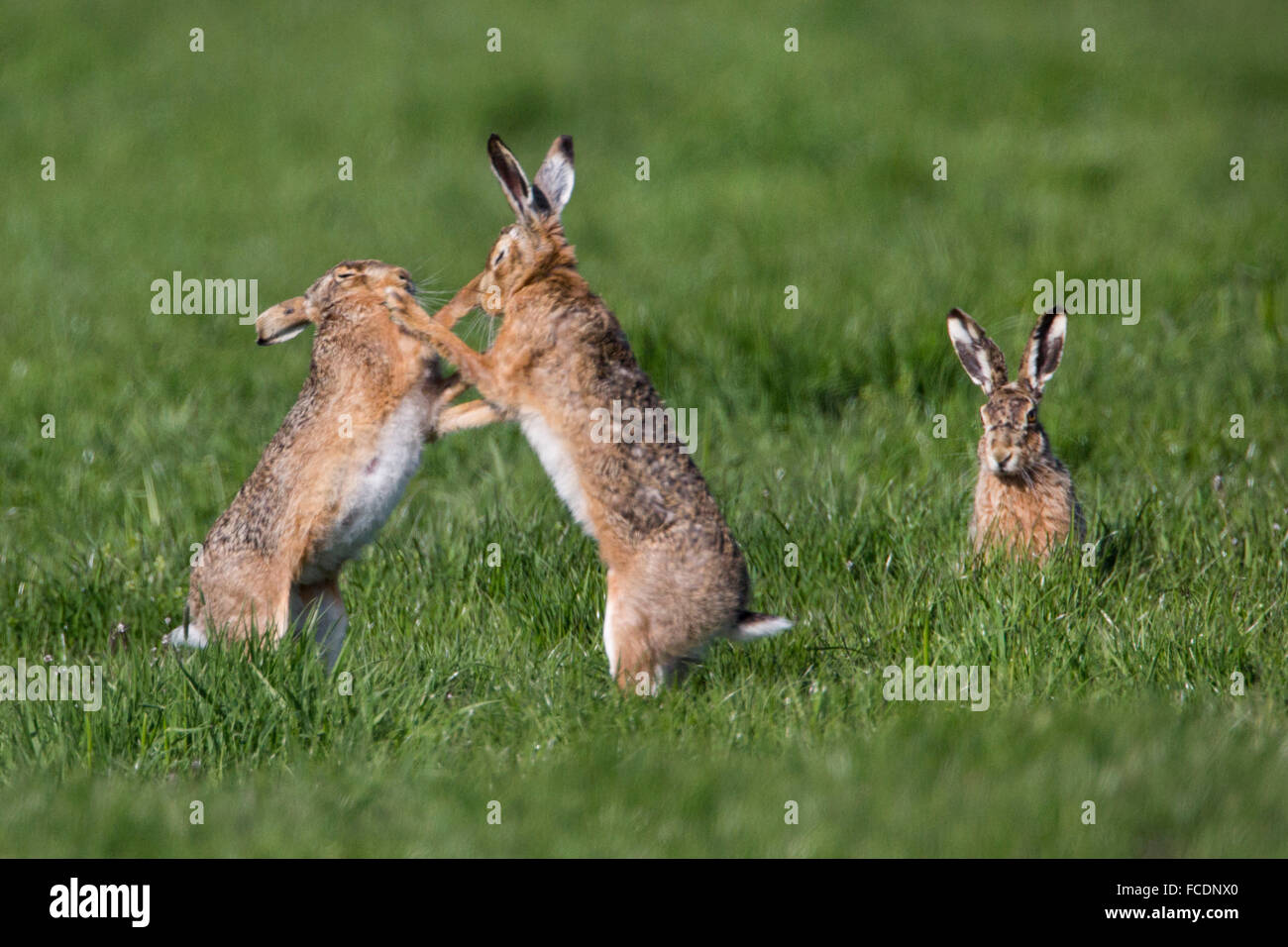 Netherlands, Montfoort, European brown hares (Lepus europaeus). Mating ...