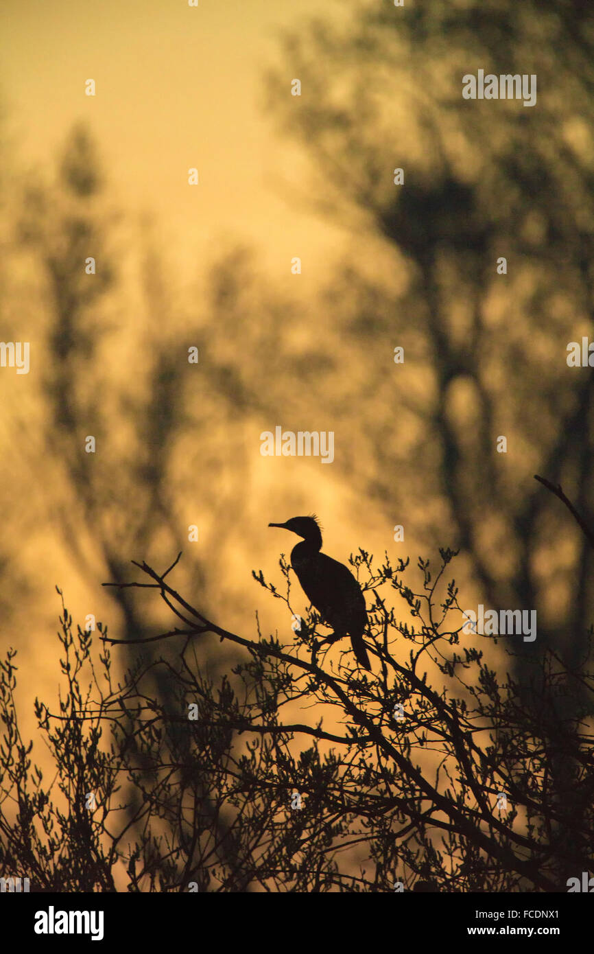 Netherlands, Rhenen, Nature reserve Blauwe Kamer. Cormorant. Sunrise ...