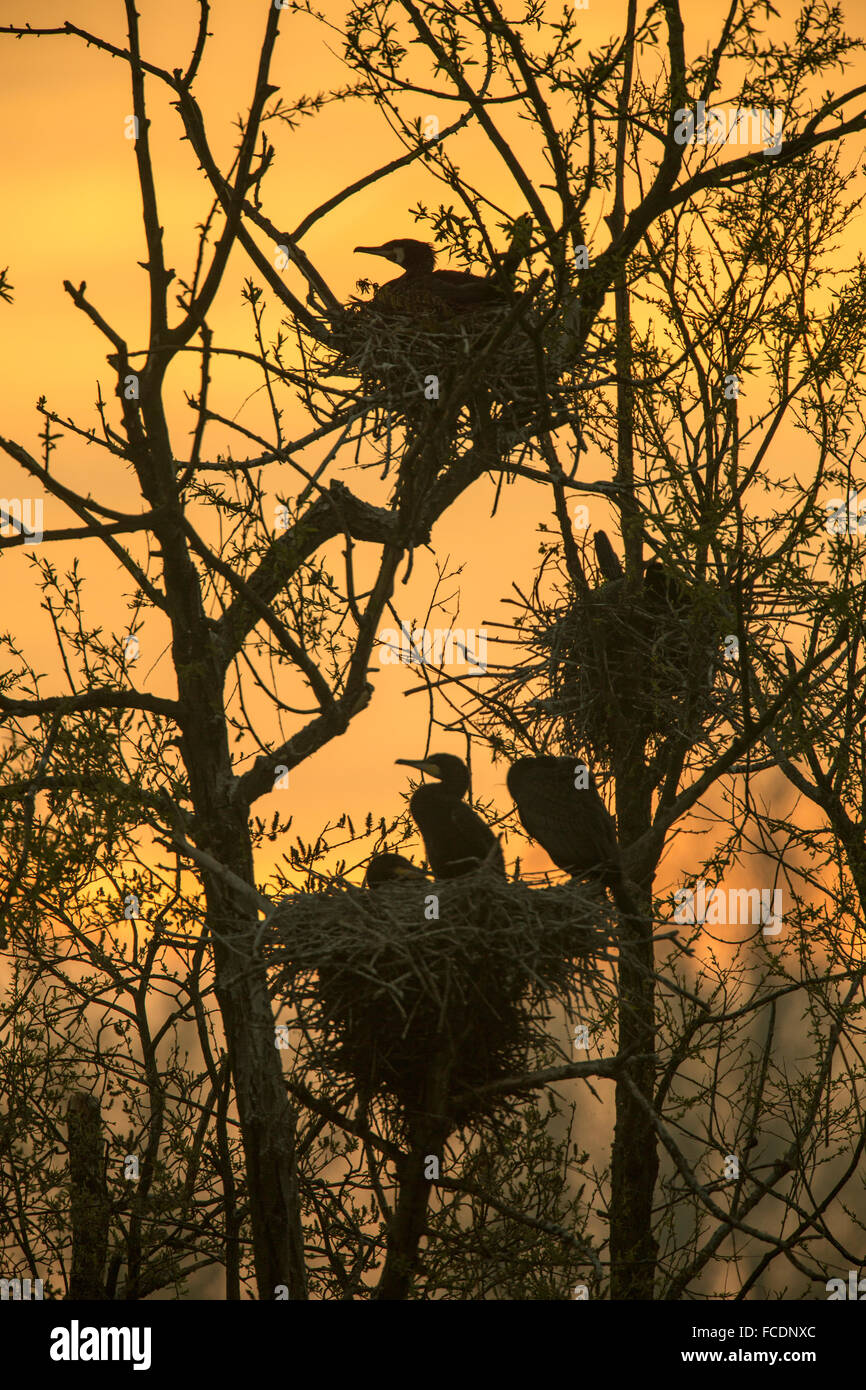 Netherlands, Rhenen, Nature reserve Blauwe Kamer. Cormorant. Sunrise ...
