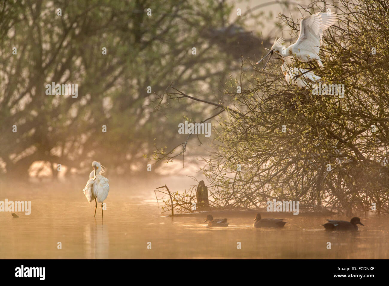 Netherlands, Rhenen, Nature reserve Blauwe Kamer. Island, breeding ...
