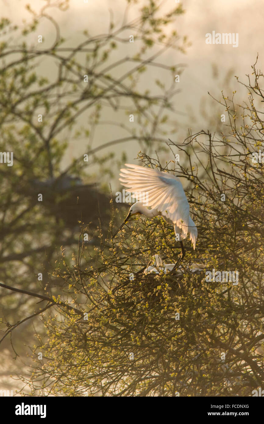 Netherlands, Rhenen, Nature reserve Blauwe Kamer. Island, breeding ...