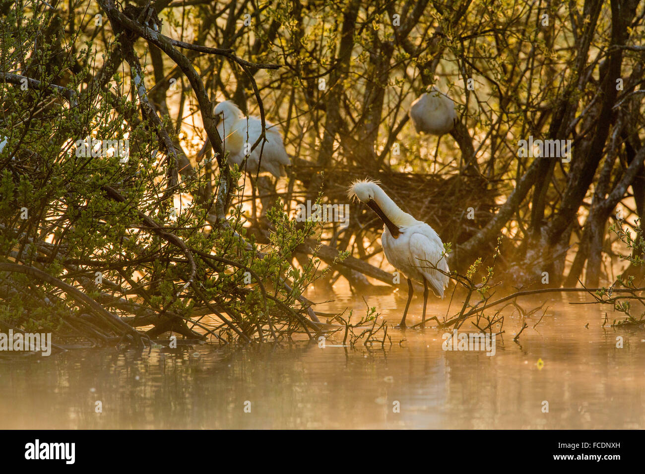 Netherlands, Rhenen, Nature reserve Blauwe Kamer. Island, breeding ...