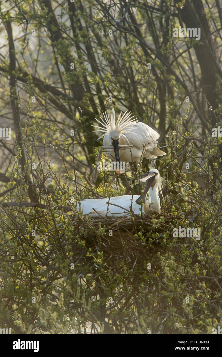 Netherlands, Rhenen, Nature reserve Blauwe Kamer. Island, breeding ...