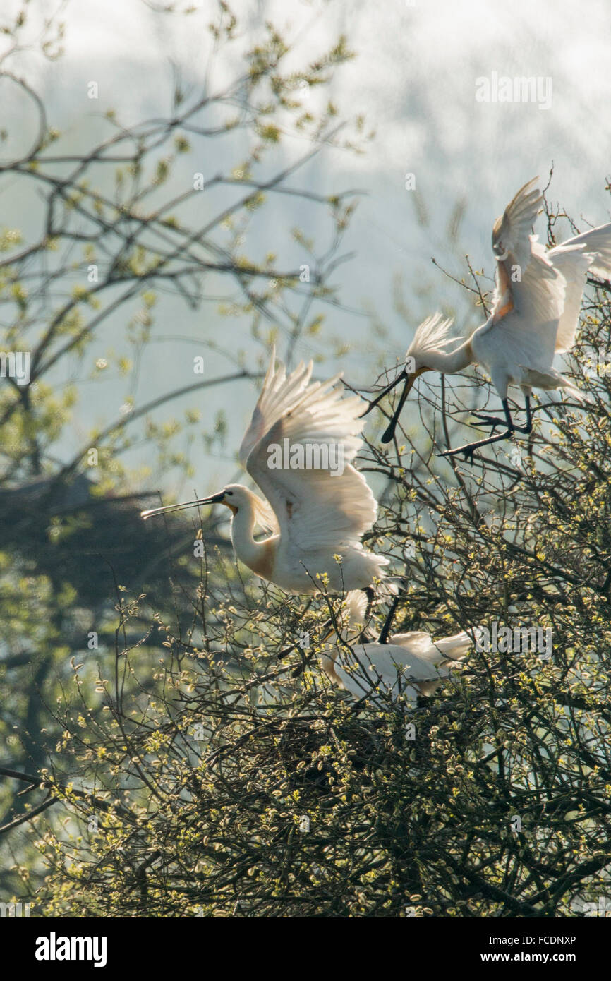 Netherlands, Rhenen, Nature reserve Blauwe Kamer. Island, breeding ...