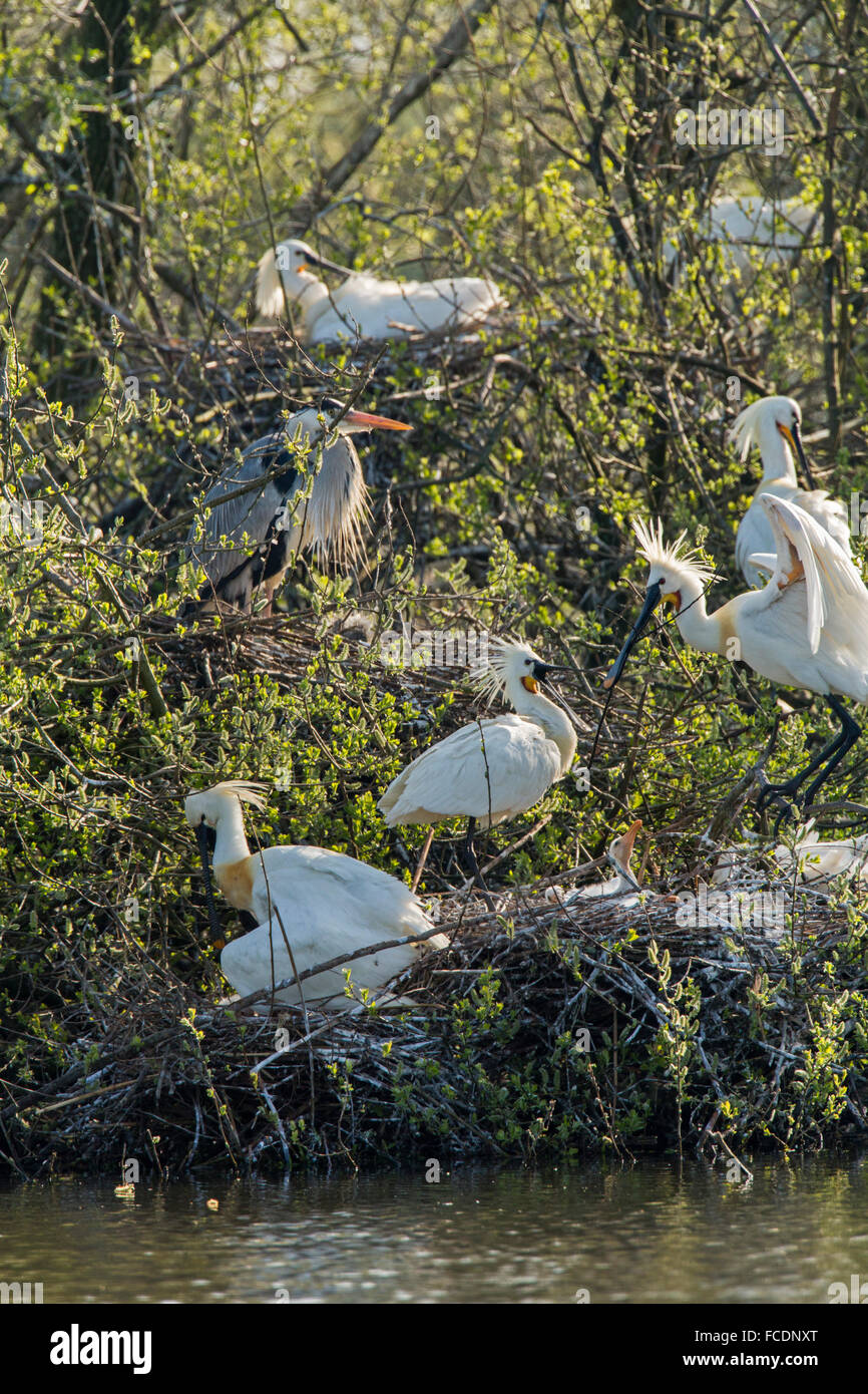 Netherlands, Rhenen, Nature reserve Blauwe Kamer. Island, breeding ...