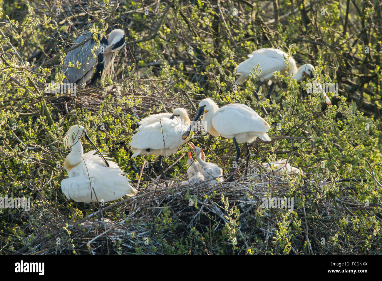 Netherlands, Rhenen, Nature reserve Blauwe Kamer. Island, breeding ...