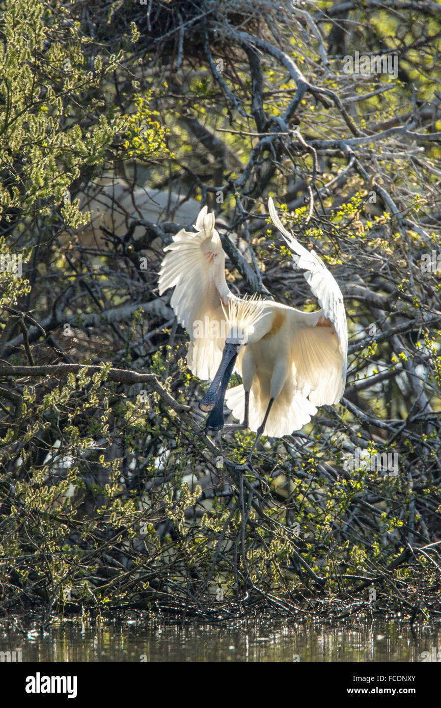 Netherlands, Rhenen, Nature reserve Blauwe Kamer. Island, breeding ...
