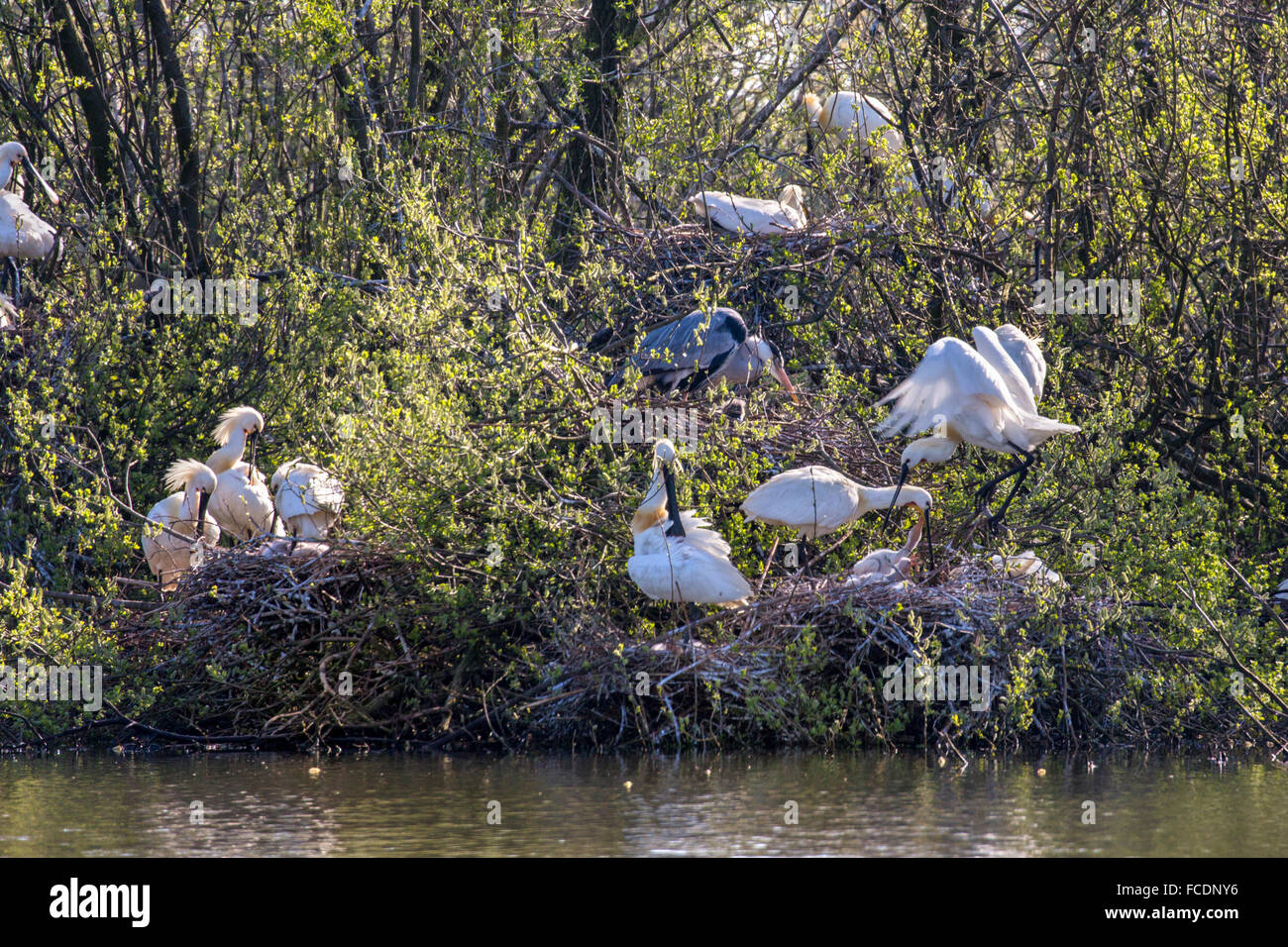 Netherlands, Rhenen, Nature reserve Blauwe Kamer. Island, breeding ...