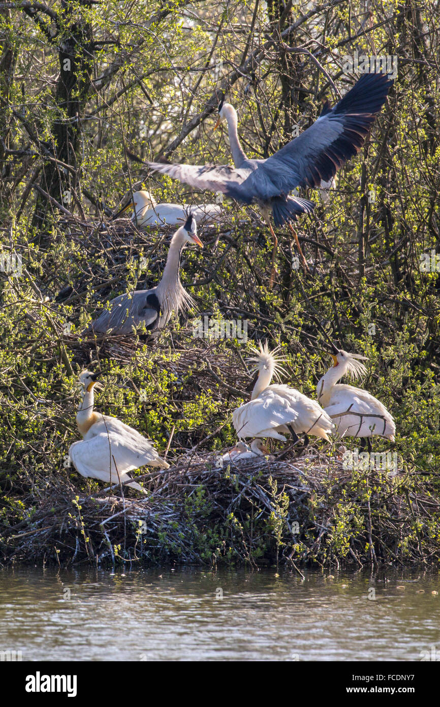 Netherlands, Rhenen, Nature reserve Blauwe Kamer. Island, breeding ...