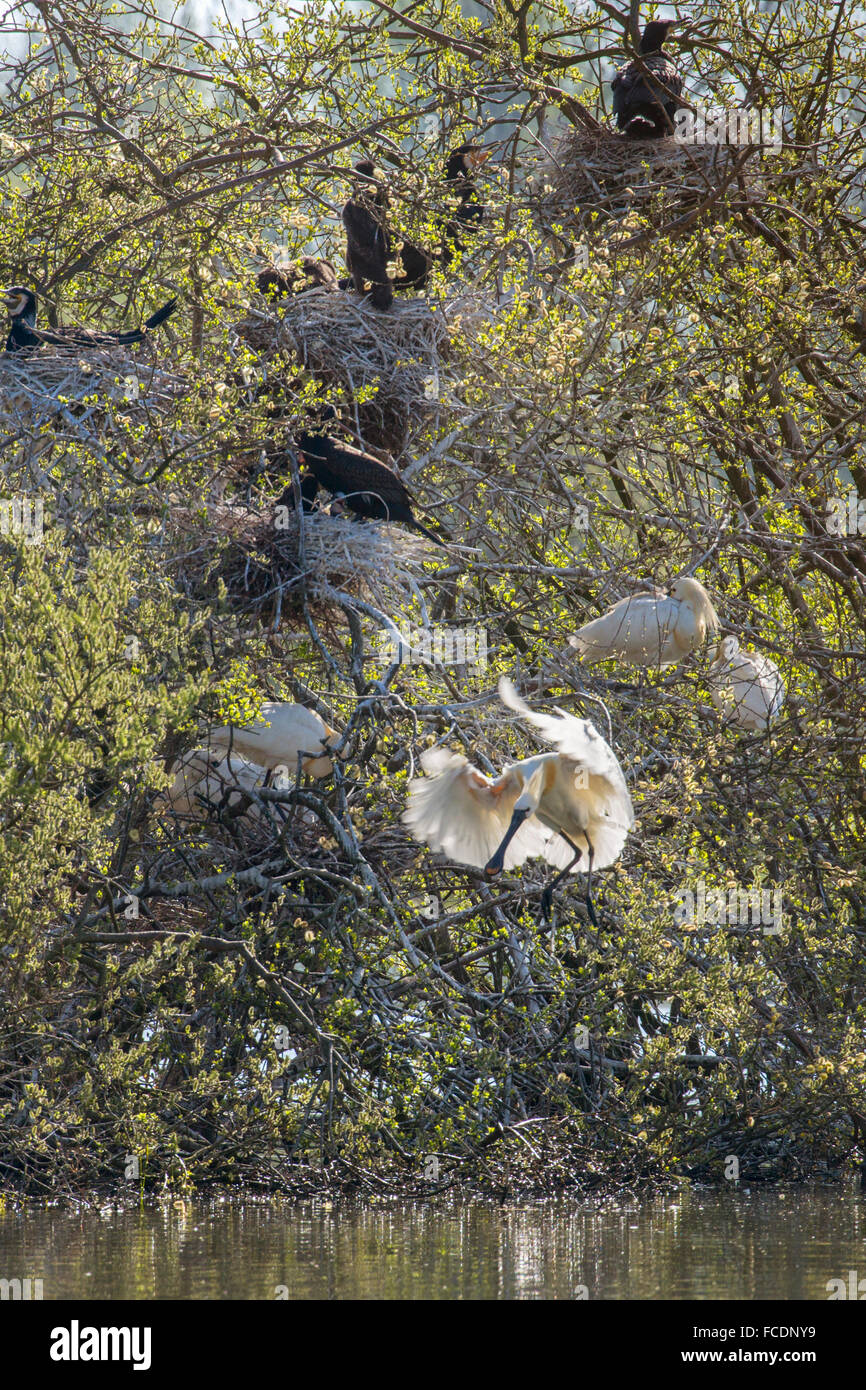 Netherlands, Rhenen, Nature reserve Blauwe Kamer. Island, breeding ...