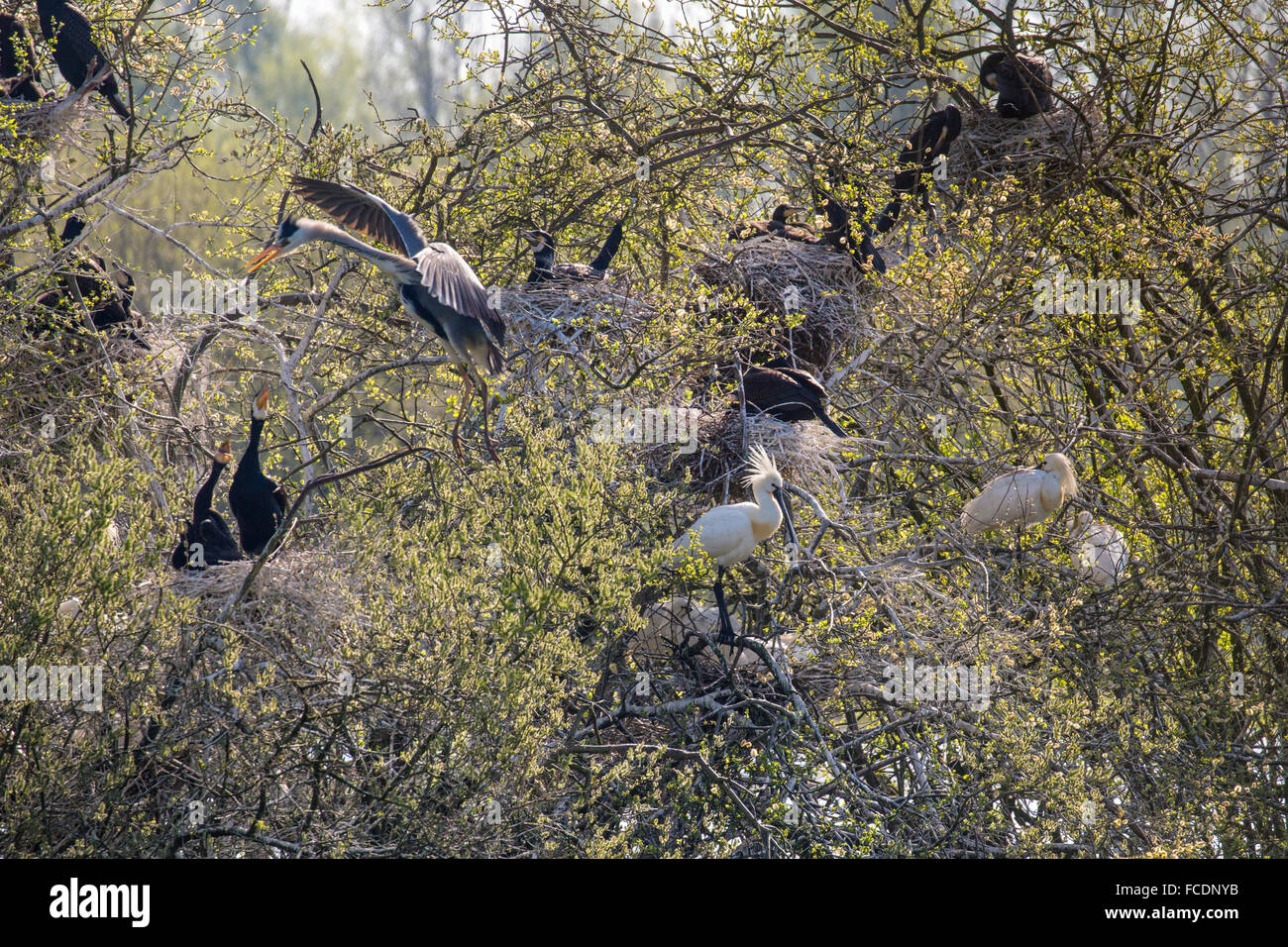 Netherlands, Rhenen, Nature reserve Blauwe Kamer. Island, breeding ...