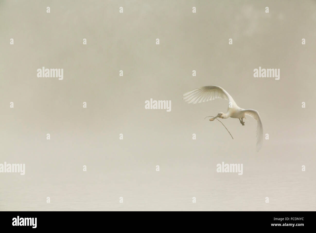 Netherlands, Rhenen, Nature reserve Blauwe Kamer. Breeding place for ...