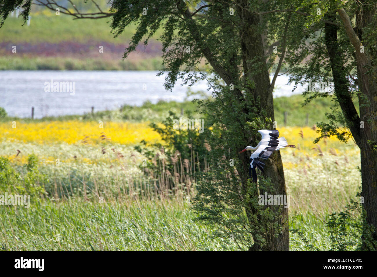 Netherlands, Lopik, Common stork flying Stock Photo - Alamy