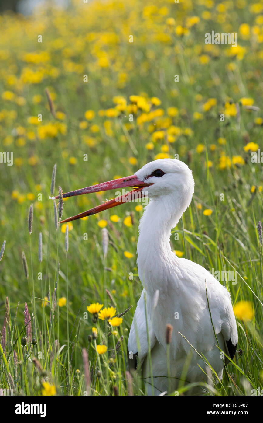 Netherlands, Lopik, Common stork flying over field with buttercups, cow ...