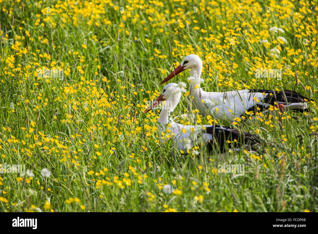 Flying cow hi-res stock photography and images - Alamy
