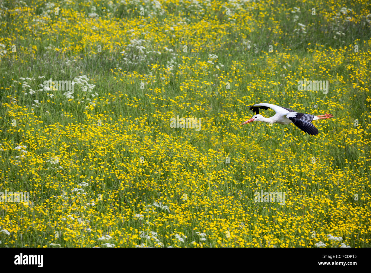 Flying Cow High Resolution Stock Photography and Images - Alamy