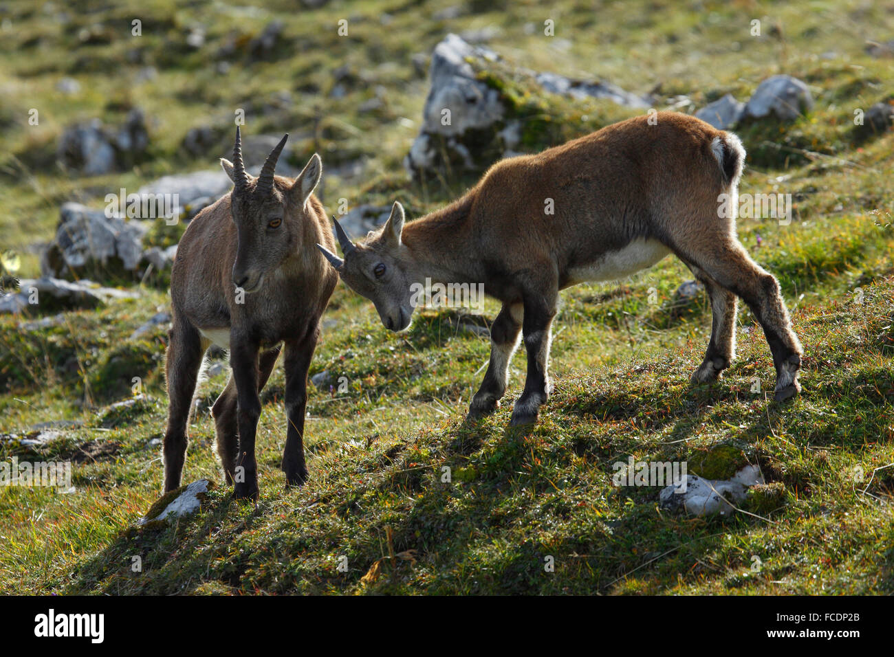 Alpine Ibex (Capra ibex). Two juveniles playing. Switzerland Stock ...