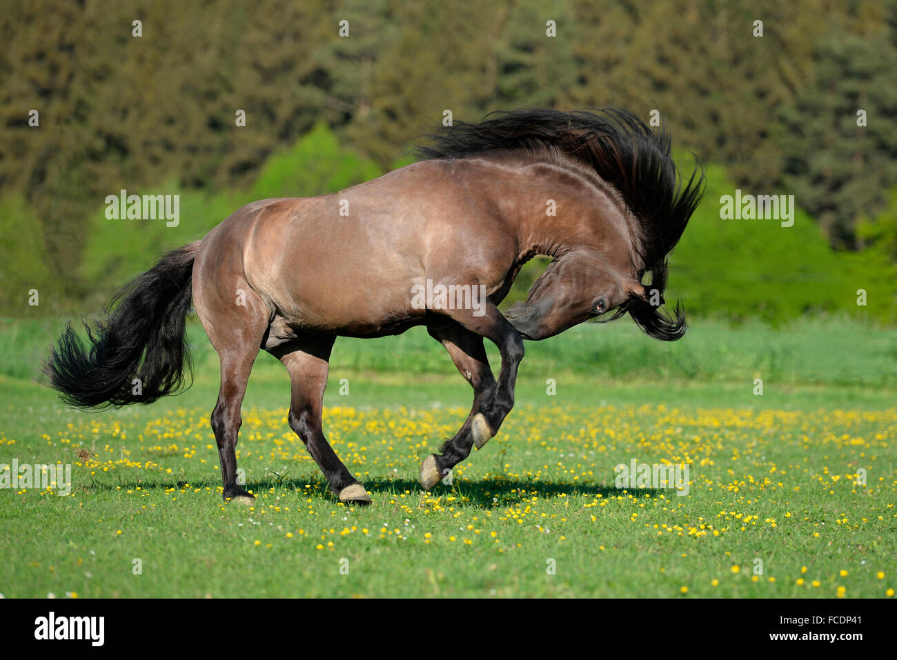 Kiger Mustang. Grullo stallion on a pasture, showing off. Germany Stock ...