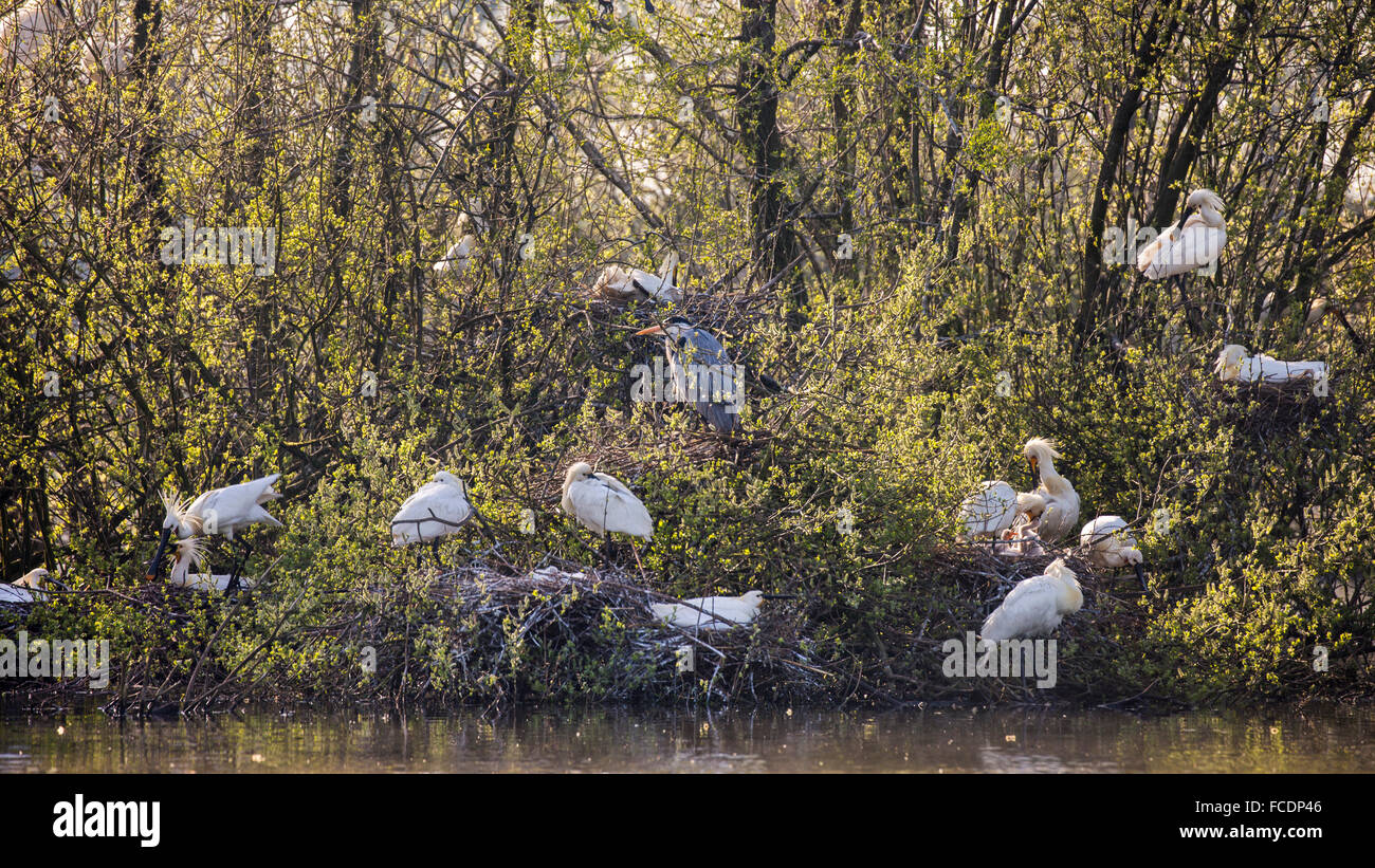 Netherlands, Rhenen, Nature reserve Blauwe Kamer. Island, breeding ...