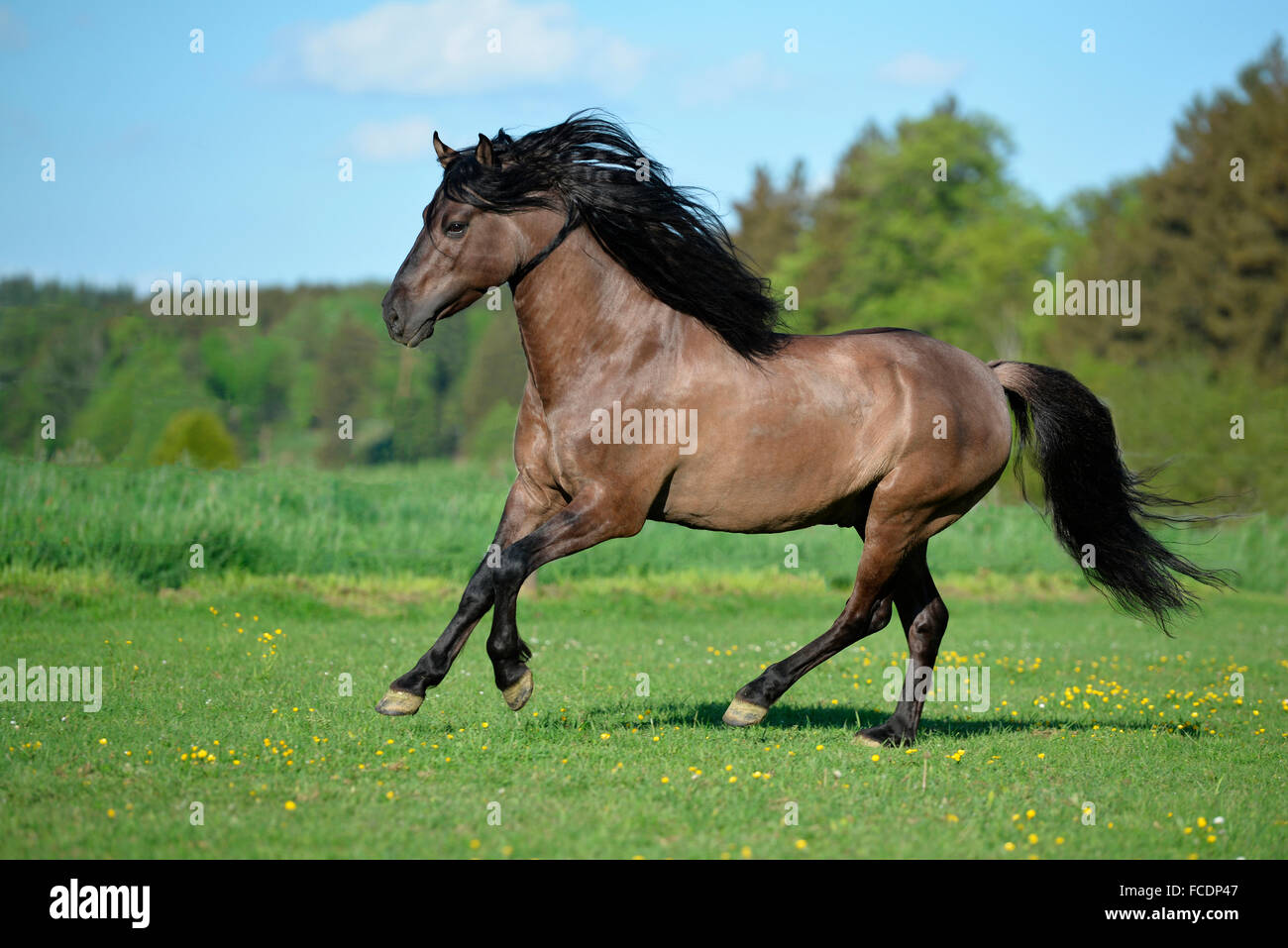 Grullo hi-res stock photography and images - Alamy