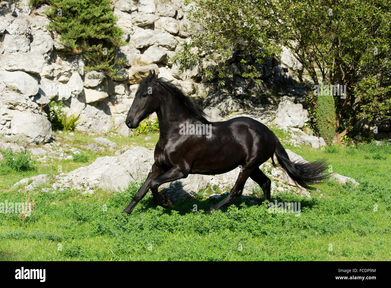 Friesian horse galloping on a meadow in front of rocks. Poland Stock ...
