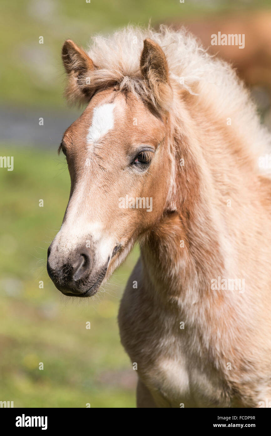 Haflinger. Portraet eines Fohlen.| Haflinger Horse. Portrait of a foal ...