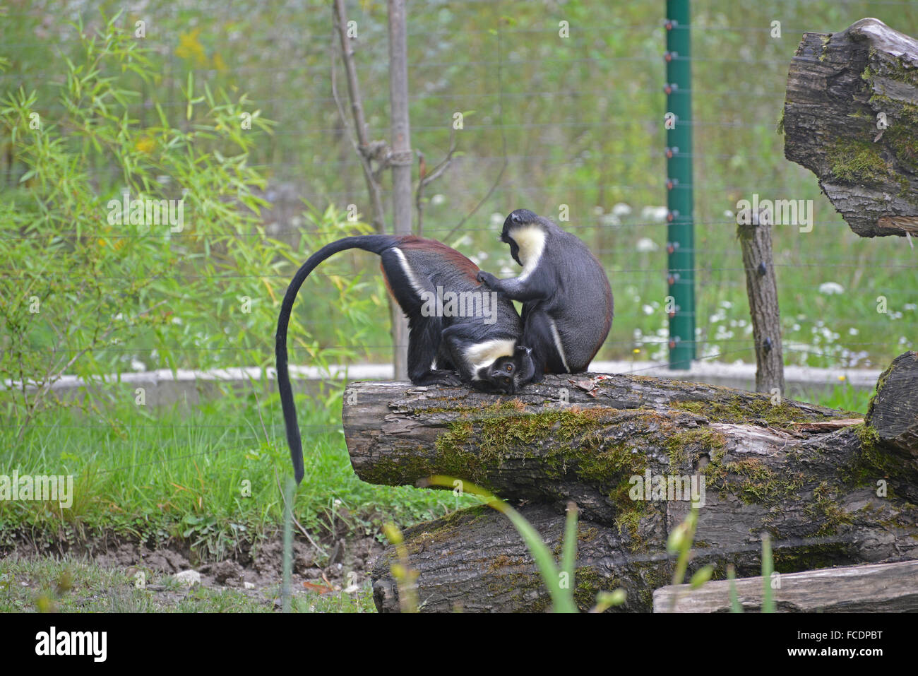 Diana Monkey (Cercopithecus diana). Two adults grooming. Zoo Salzburg ...