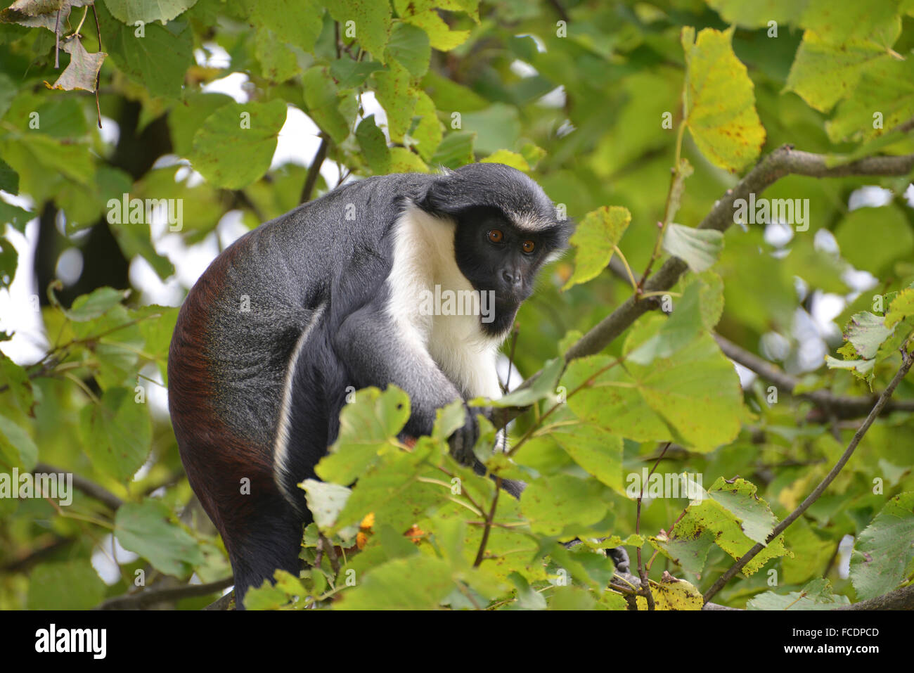Diana Monkey (Cercopithecus diana). Adult in a tree. Zoo Salzburg ...