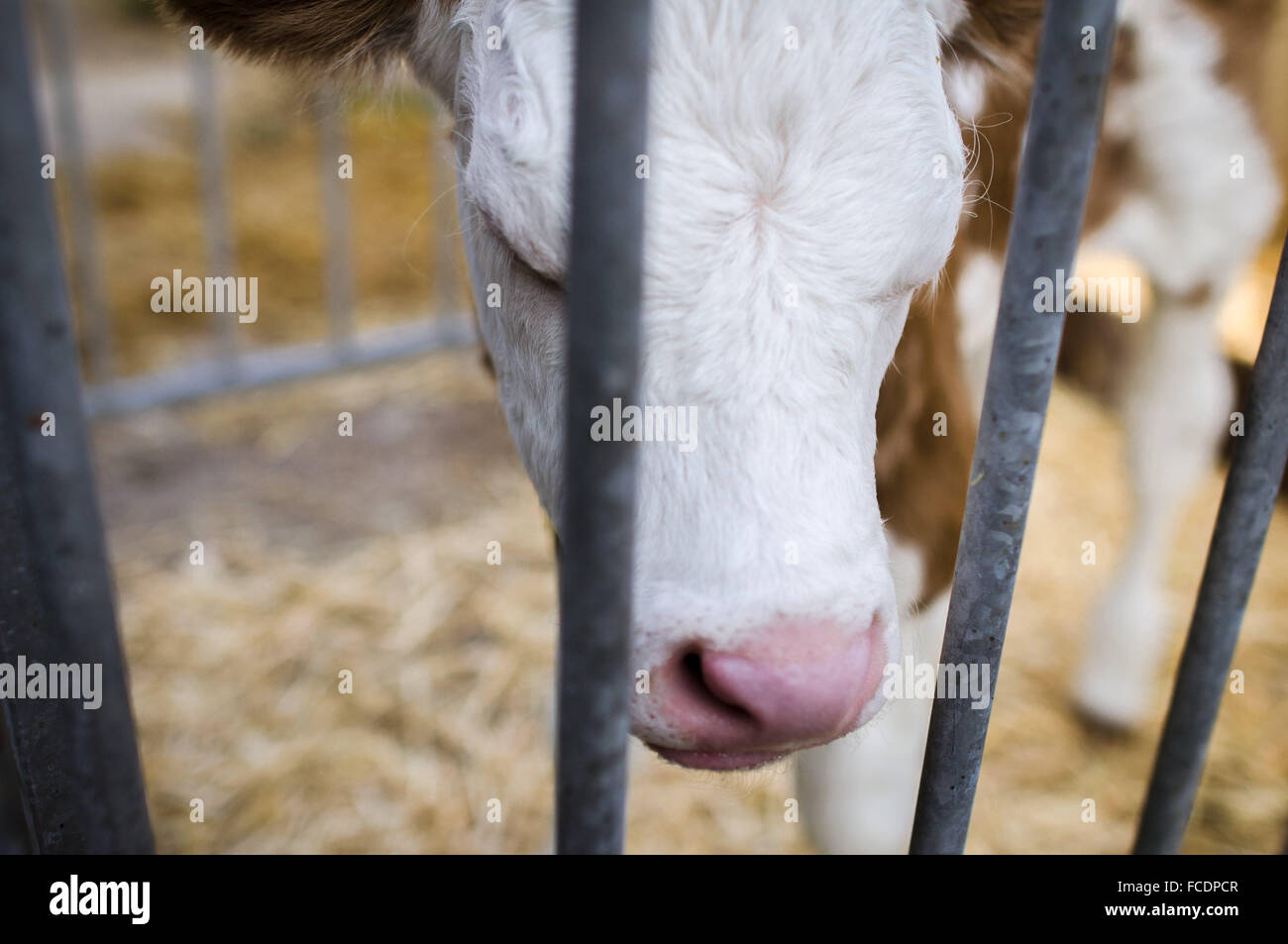 Calf nose hi-res stock photography and images - Alamy