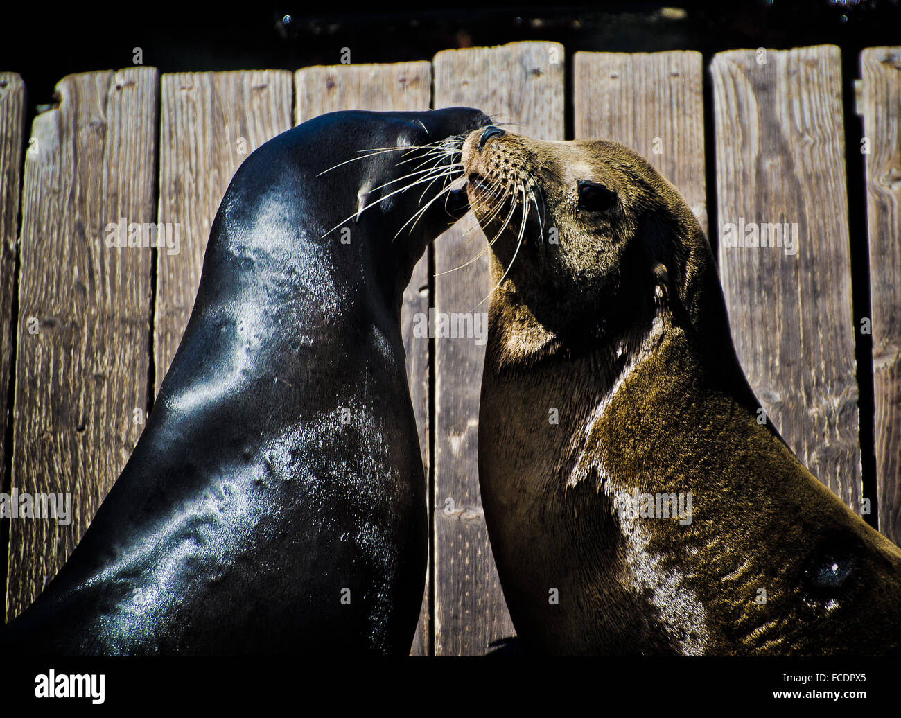 Close-Up Side View Of Two Seals Stock Photo - Alamy