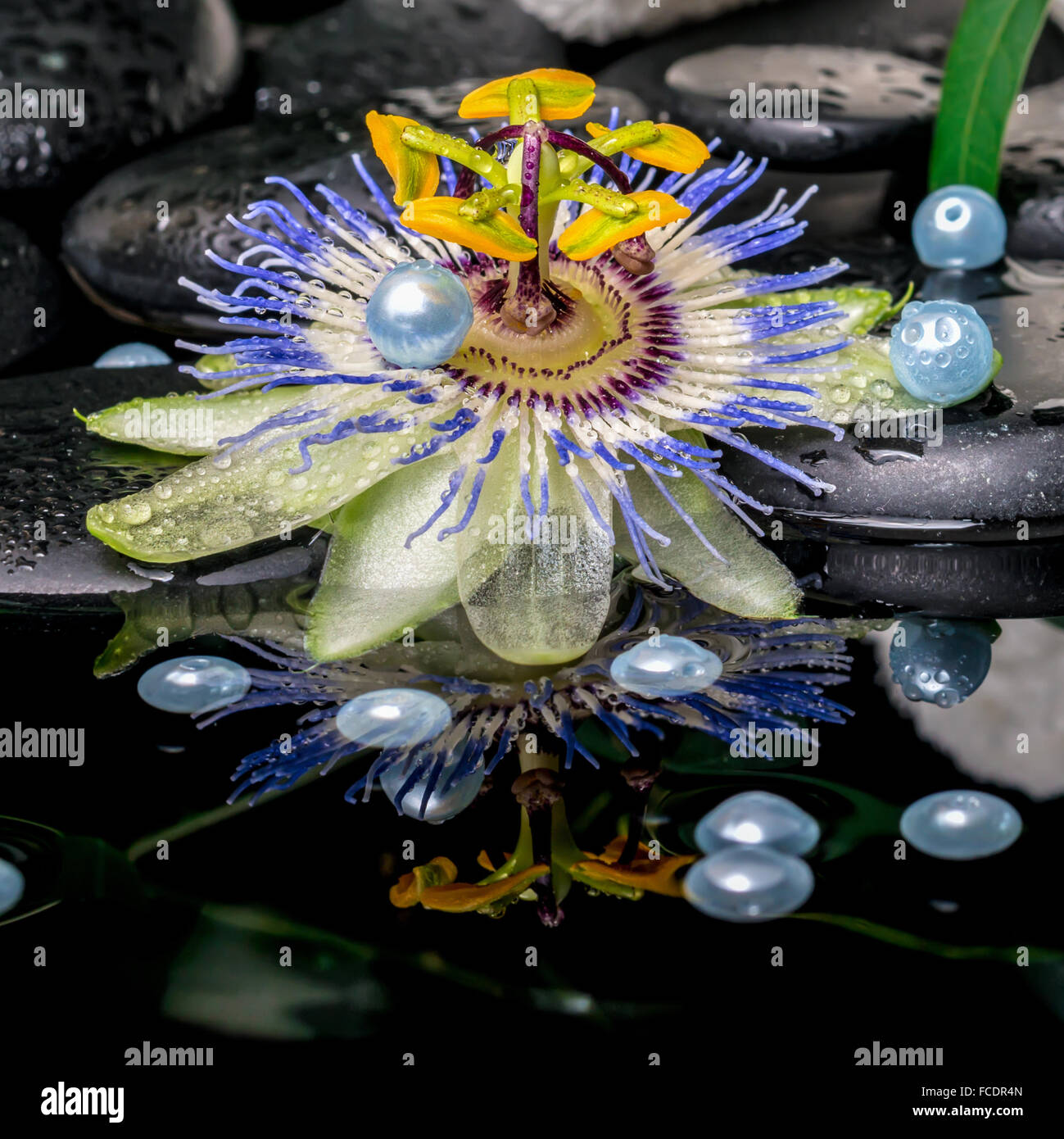 spa concept of passiflora flower zen basalt stones with drops and pearl ...