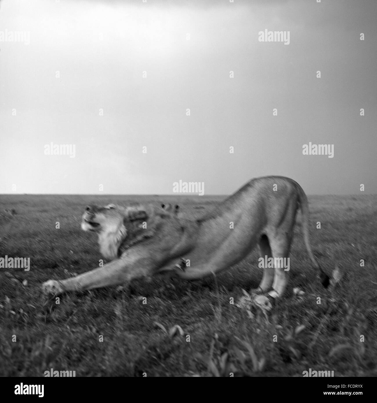 Lion behavior hi-res stock photography and images - Alamy