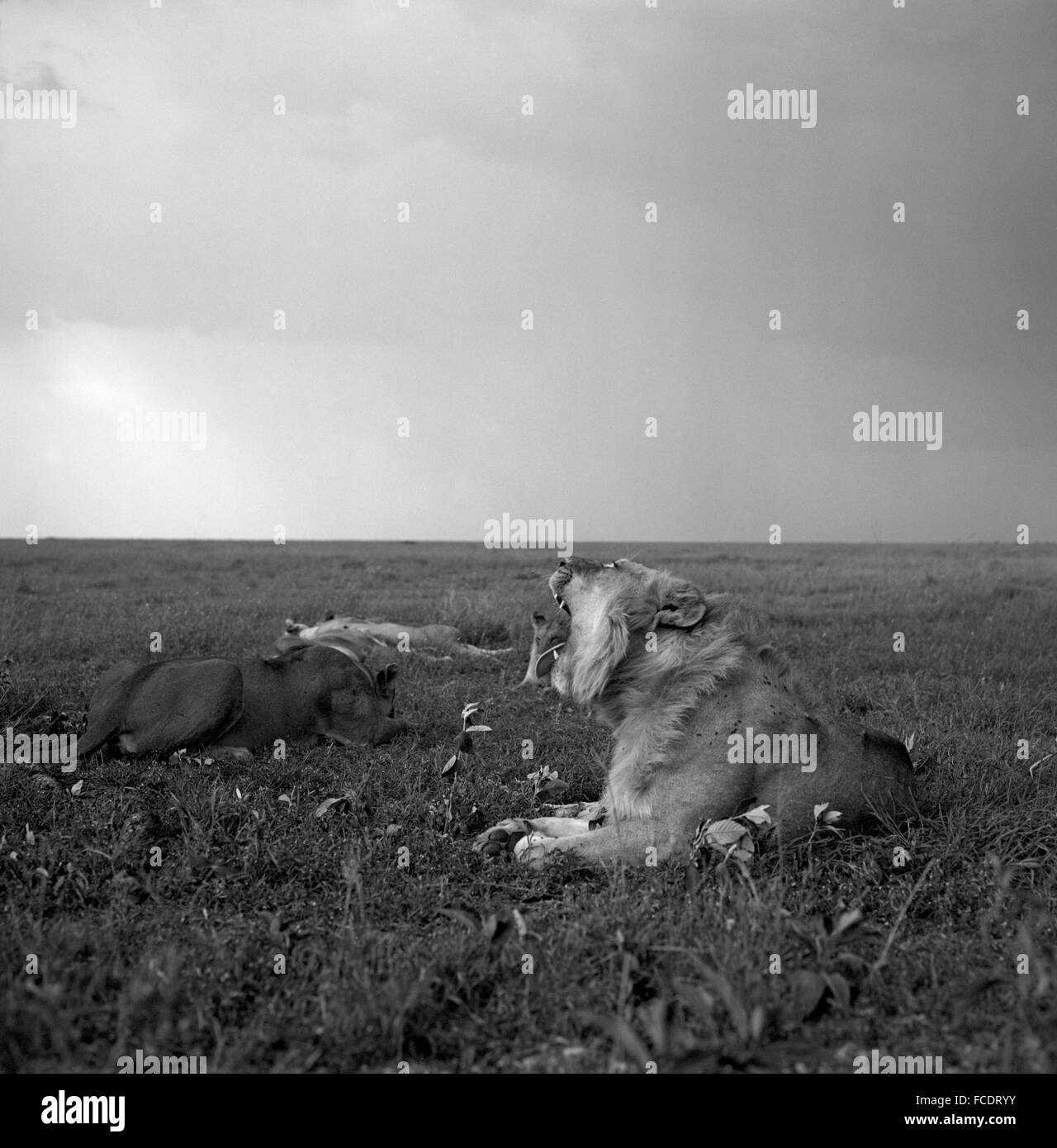 Roaring Black and White Stock Photos & Images - Alamy