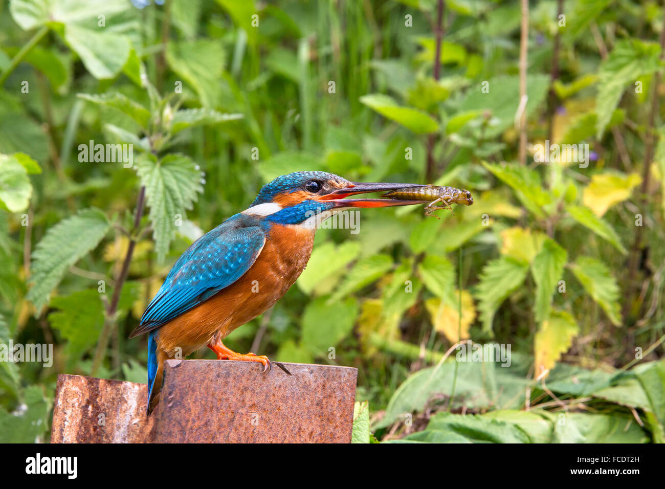 The Netherlands, 's-Gravelandse Buitenplaatsen, Rural estate Hilverbeek ...