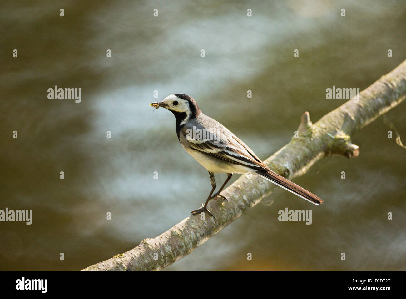 Netherlands, 's-Graveland, Wagtail with food for young Stock Photo - Alamy