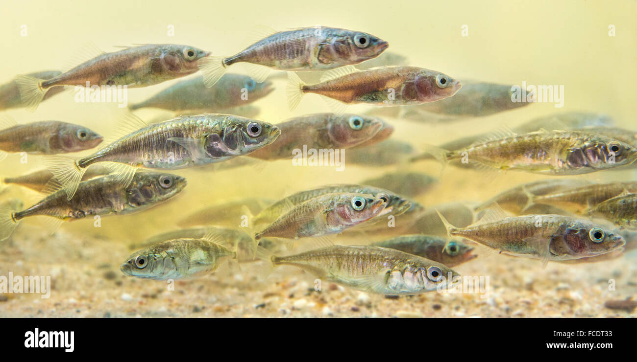 Baby Sticklebacks