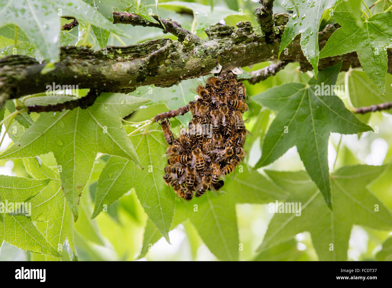 Netherlands, 's-Graveland, Small swarm of honey bees hanging in tree ...