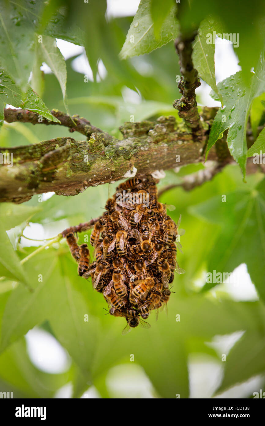 Netherlands, 's-Graveland, Small swarm of honey bees hanging in tree ...