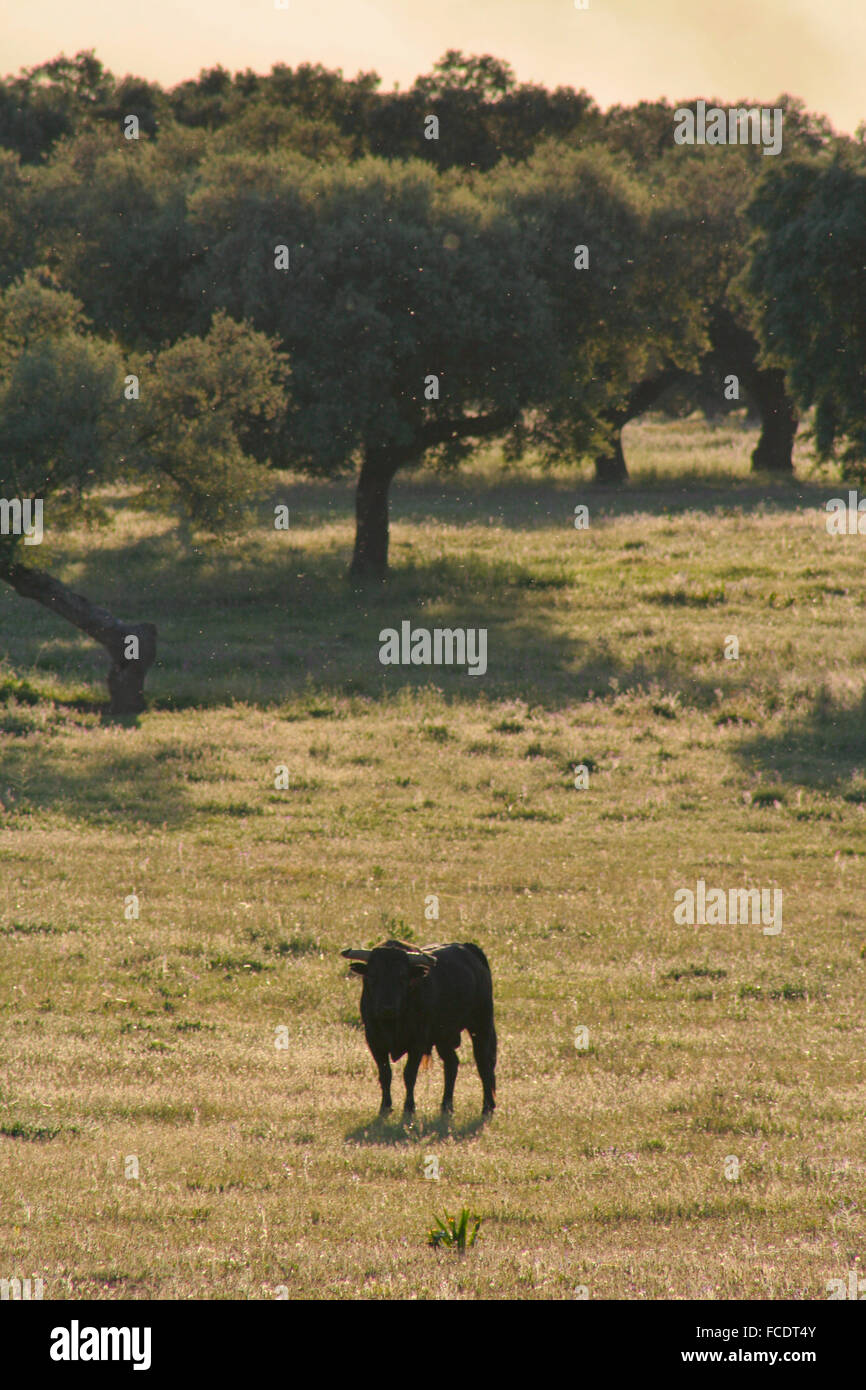 Extensive breeding range hi-res stock photography and images - Alamy