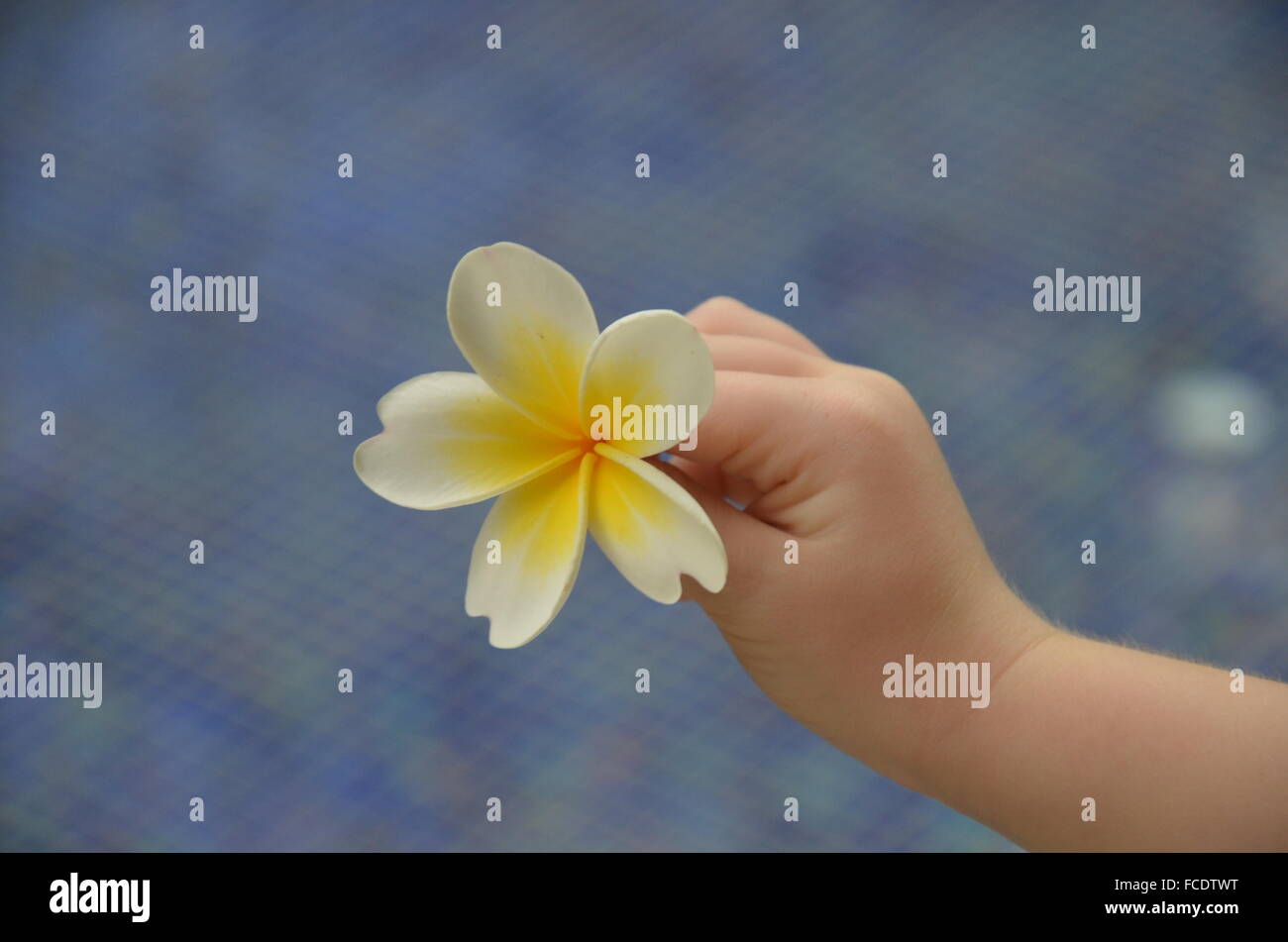 Child's hand holding yellow flower Stock Photo - Alamy