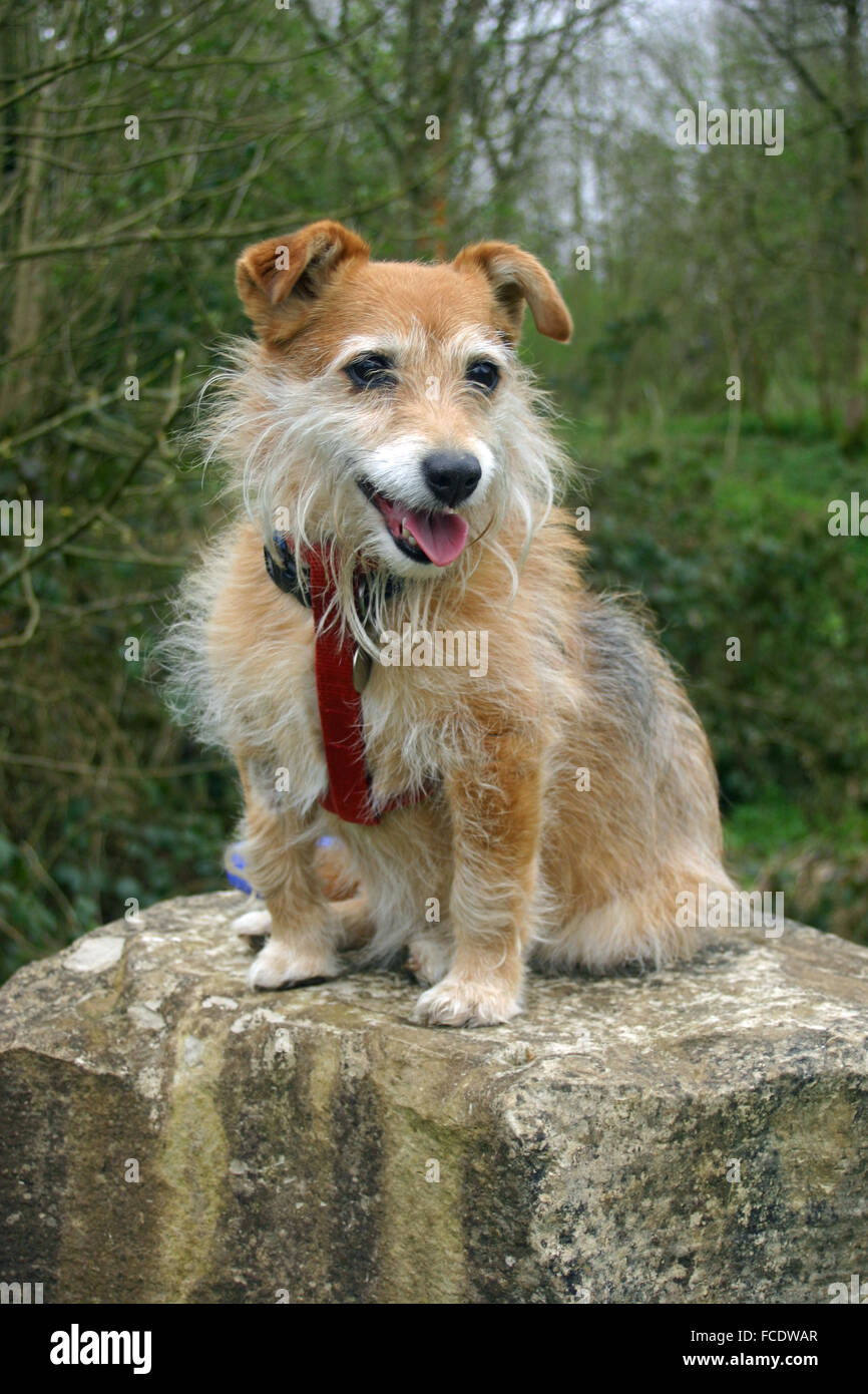 Dog sitting on stone Stock Photo - Alamy