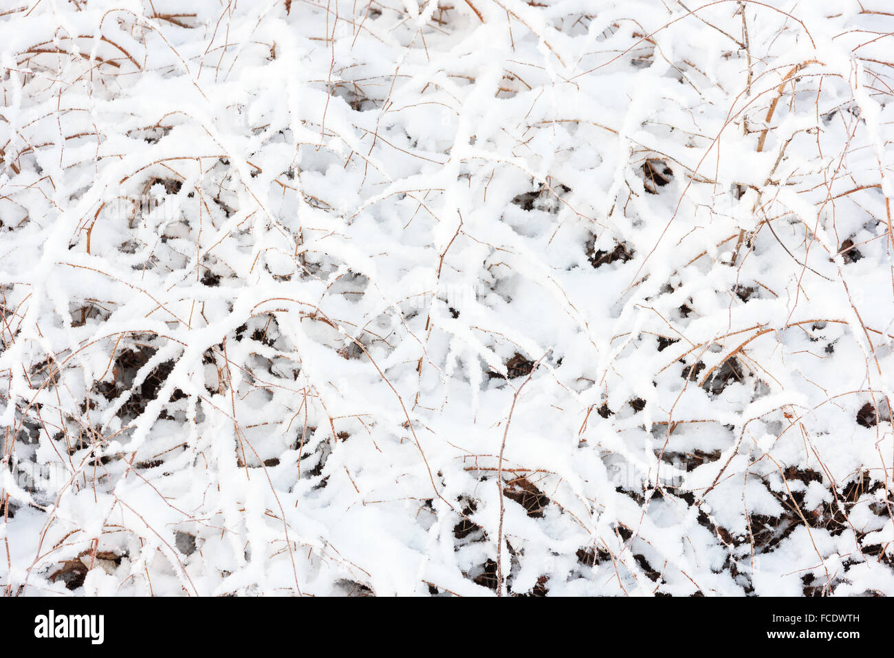 Abstract of snow on bush. Close up of snow covering the branches of a ...