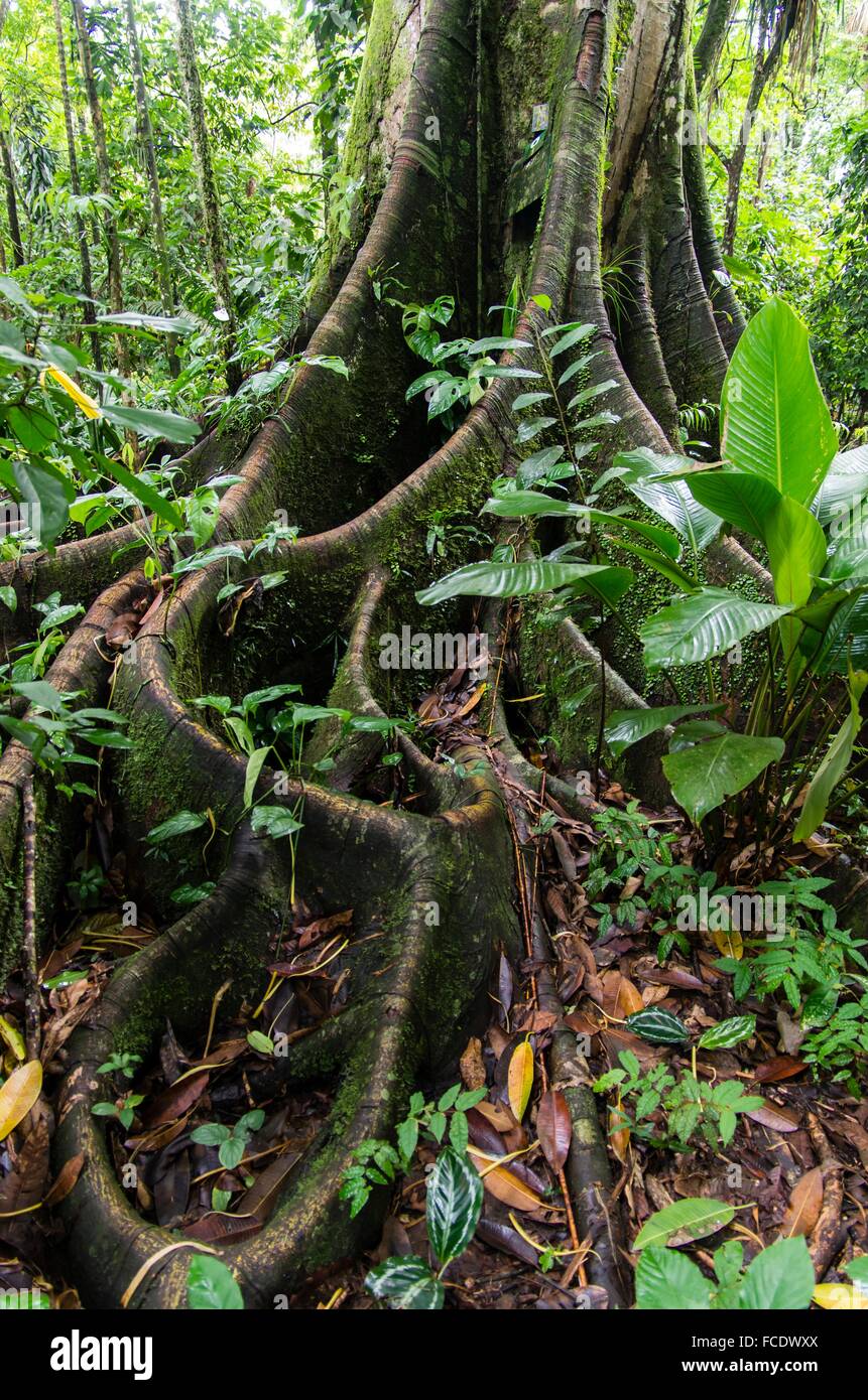 Ficus Americana High Resolution Stock Photography and Images - Alamy