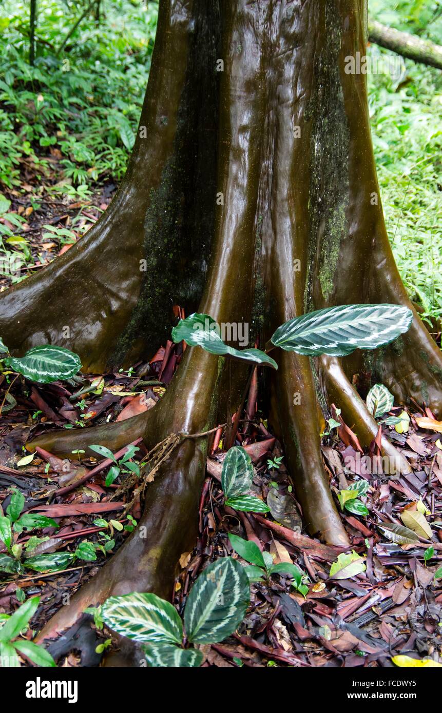 Capirona tree hi-res stock photography and images - Alamy
